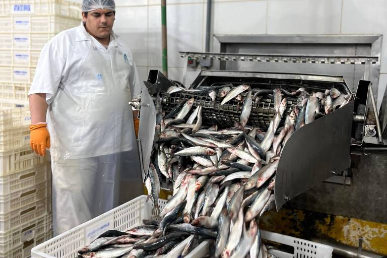 Pescado, couro, café e madeira: os setores mais afetados pelo tarifaço ...